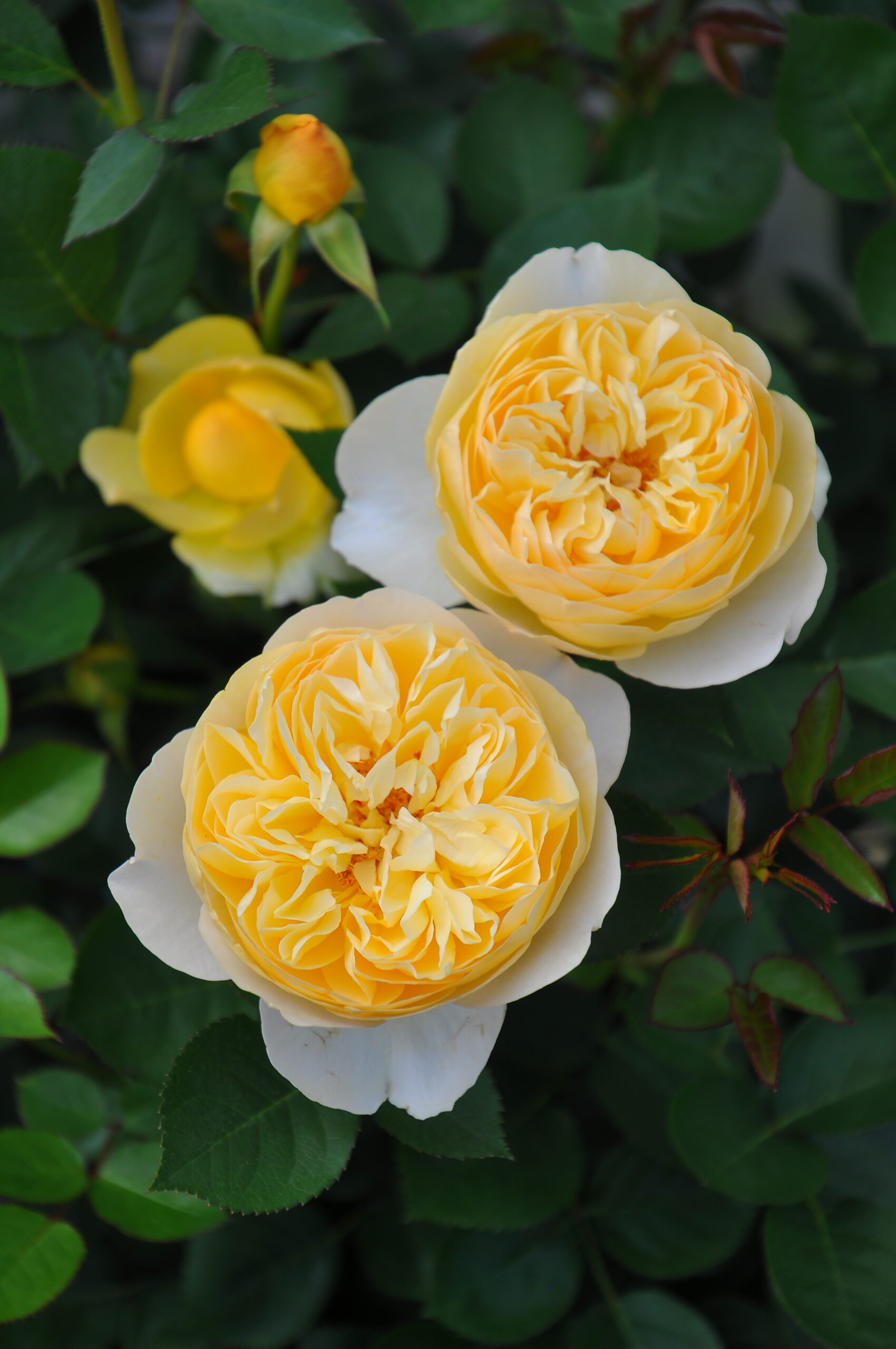 露西歐 Luciole リュシオール | 堤恩花卉企劃